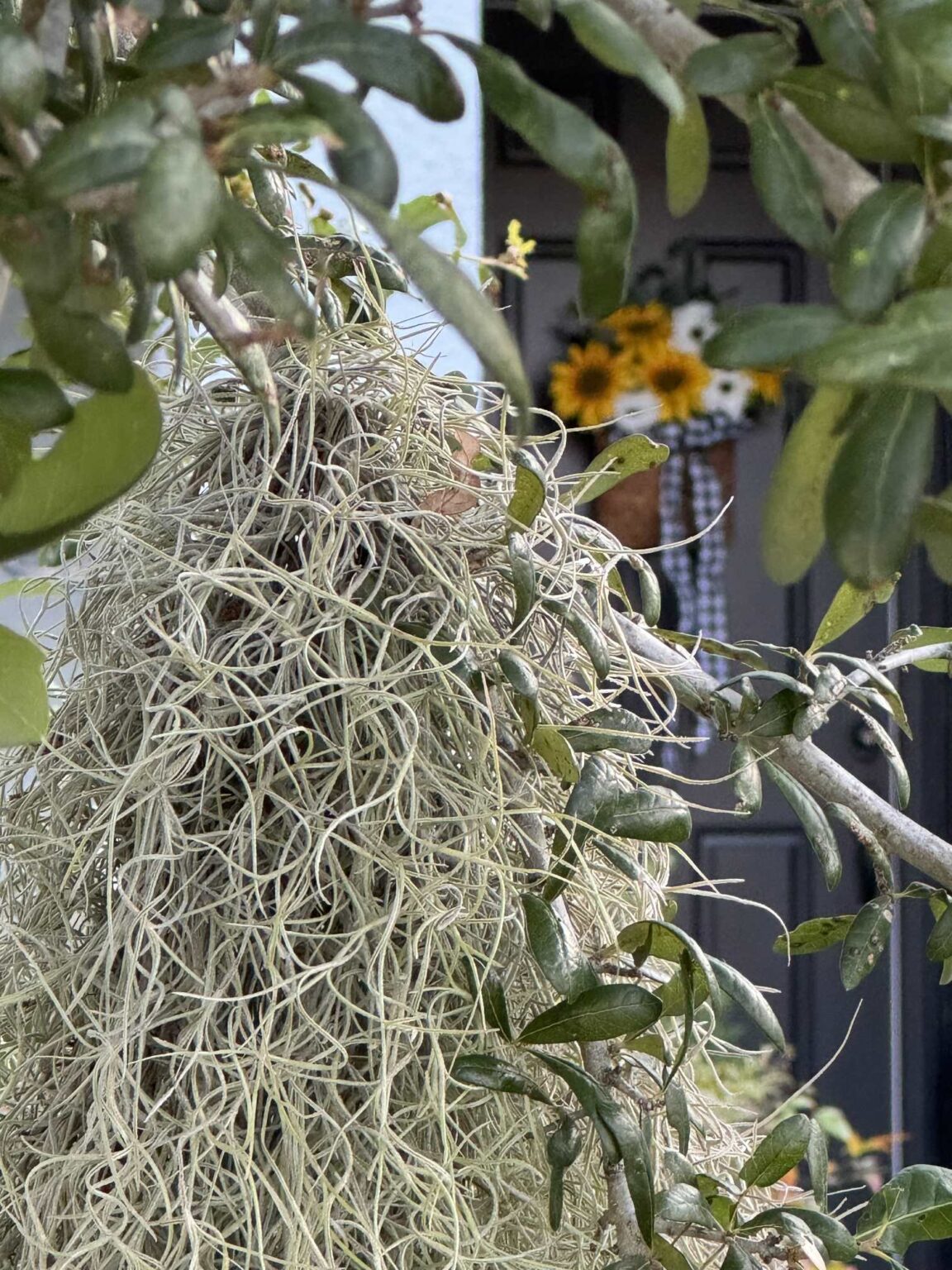 How to Make a Foraged Spanish Moss Wreath - An Organized Season