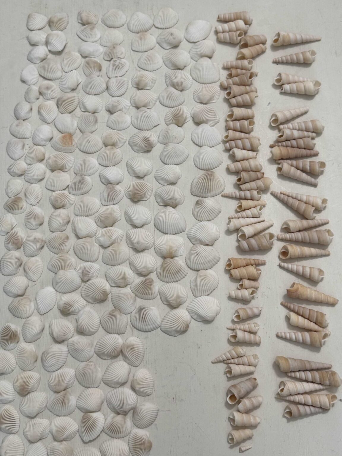 DIY Seashell Ball: A Beautiful Coastal Accent for Your Home - An ...